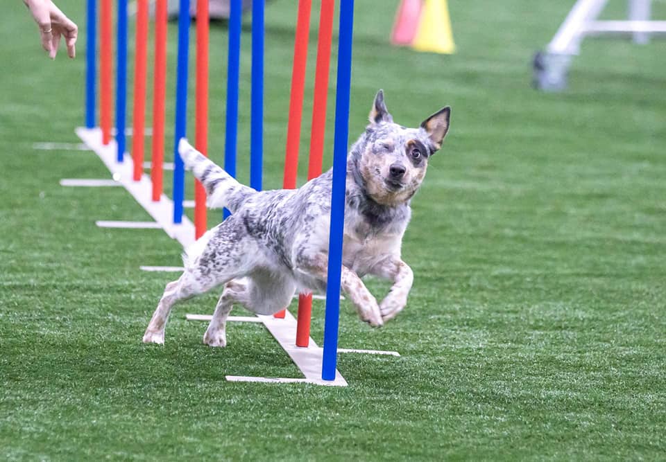 Agility in Lancaster, NY | Premier Dog Sports & Event Center