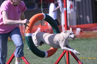 Lynn Broderick in Lancaster, NY | Premier Dog Sports & Event Center