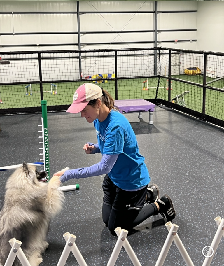 Tricks in Lancaster, NY | Premier Dog Sports & Event Center