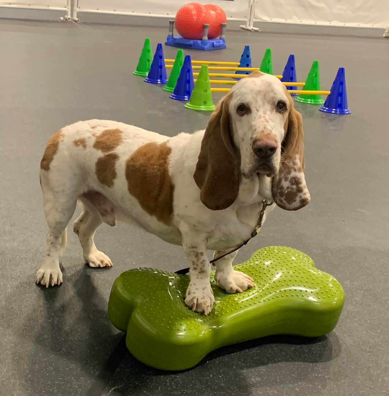 AKC Fit Dog in Lancaster, NY | Premier Dog Sports & Event Center