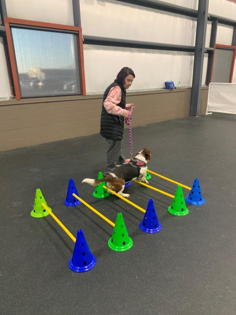 AKC Fit Dog in Lancaster, NY | Premier Dog Sports & Event Center