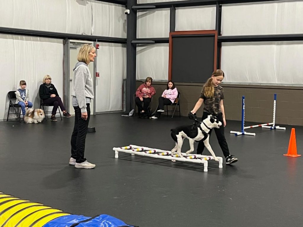 Junior Fun Agility in Lancaster, NY | Premier Dog Sports & Event Center