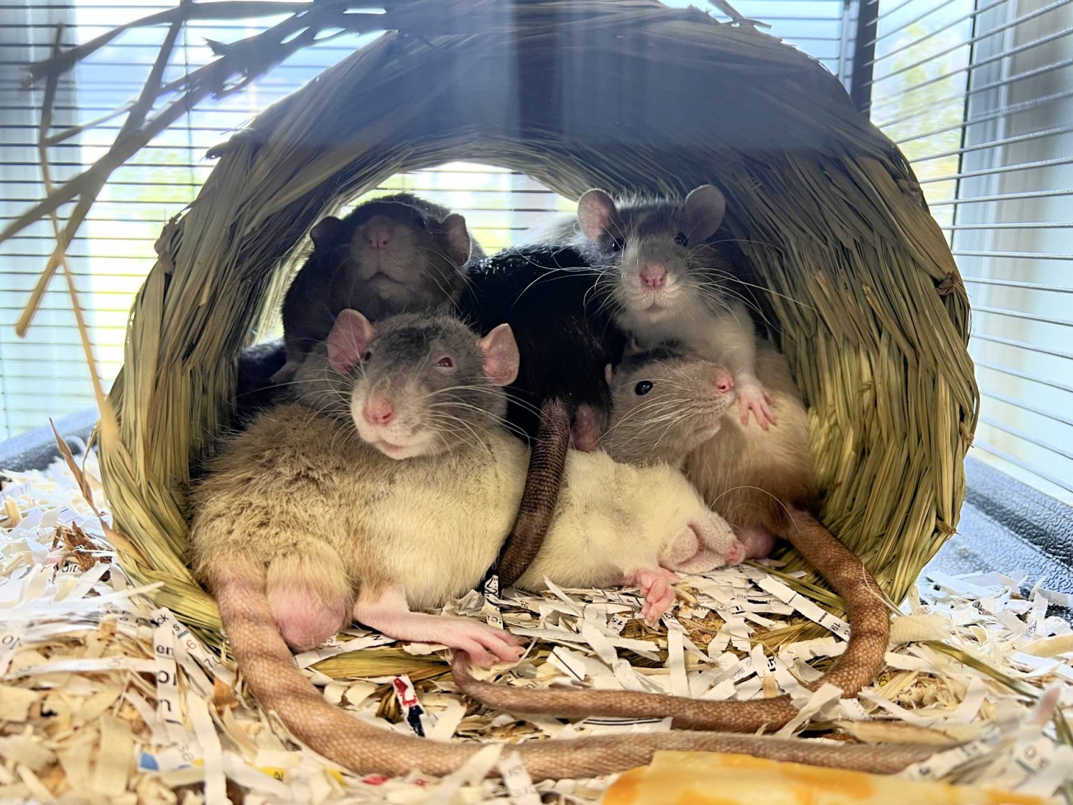 Barn Hunt in Lancaster, NY | Premier Dog Sports & Event Center